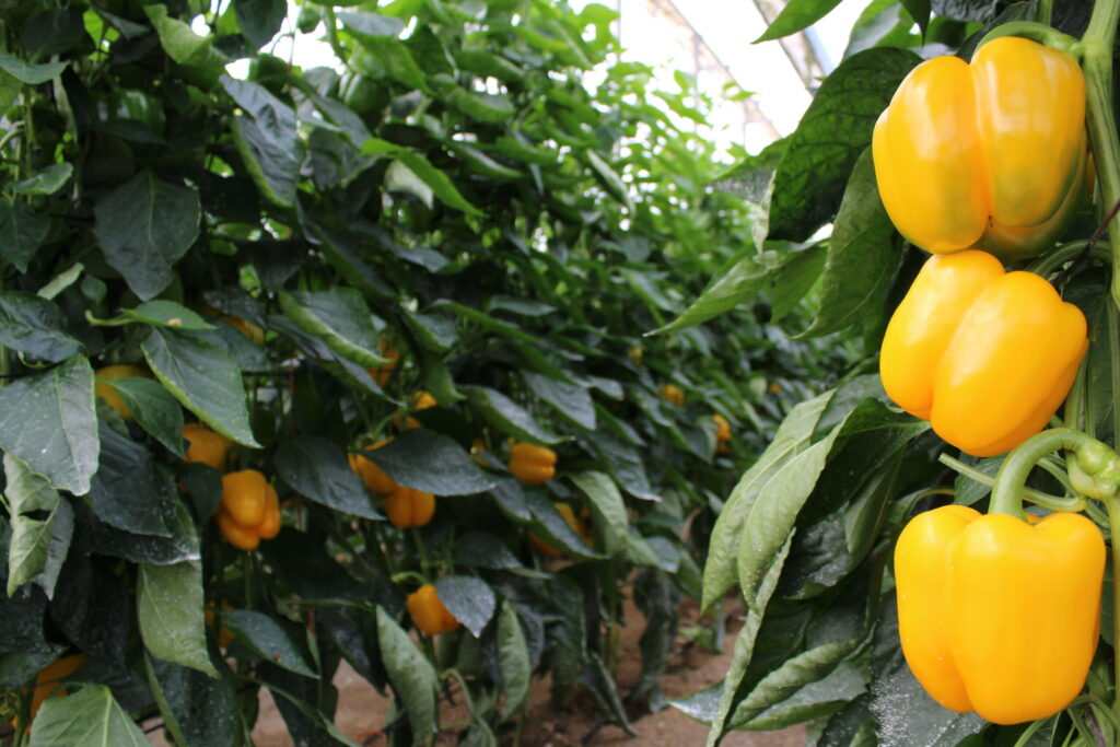 Insignia, the Golden Revolution - Turkey